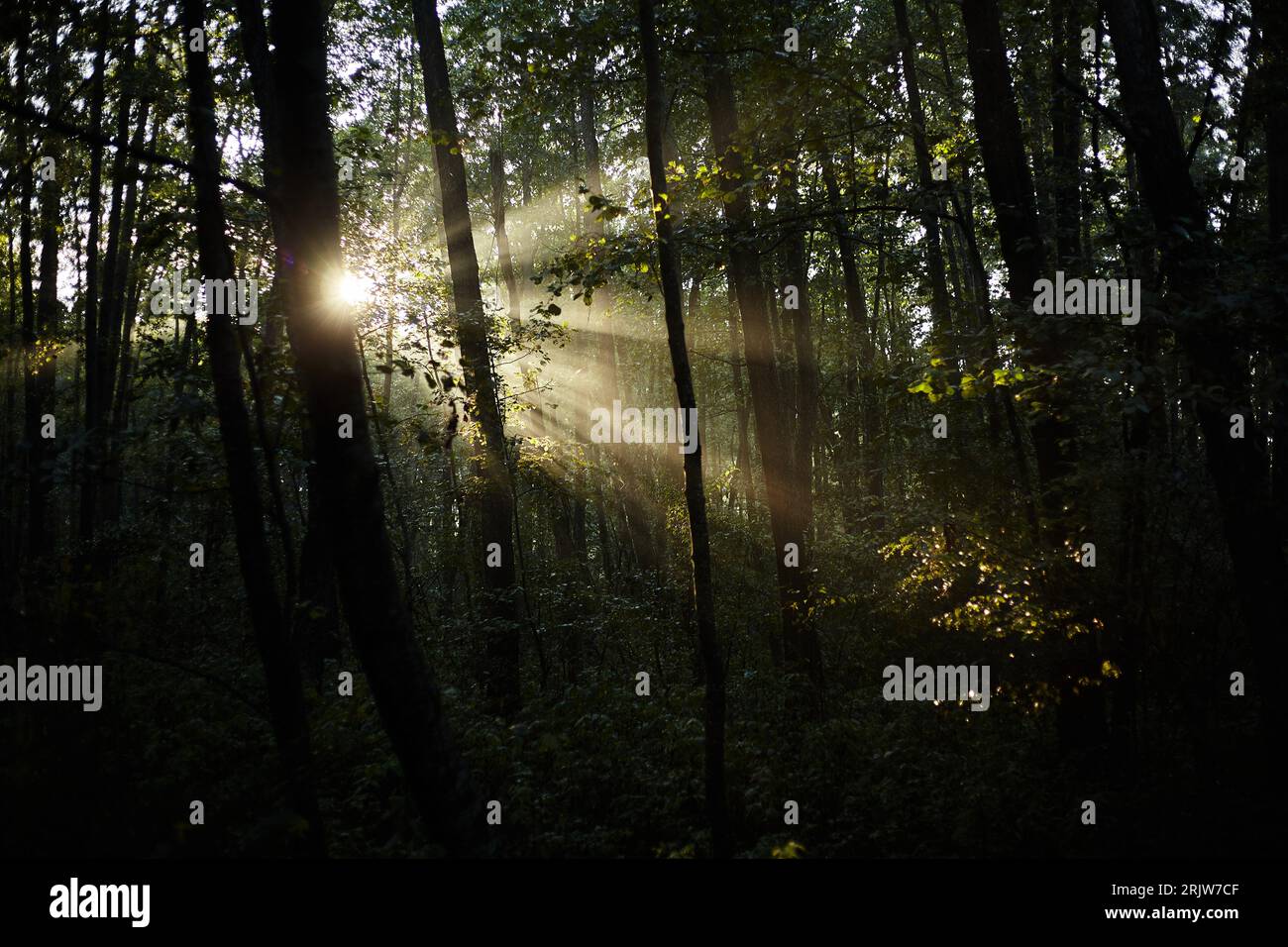Sunlight through the trees of the forest Stock Photo - Alamy