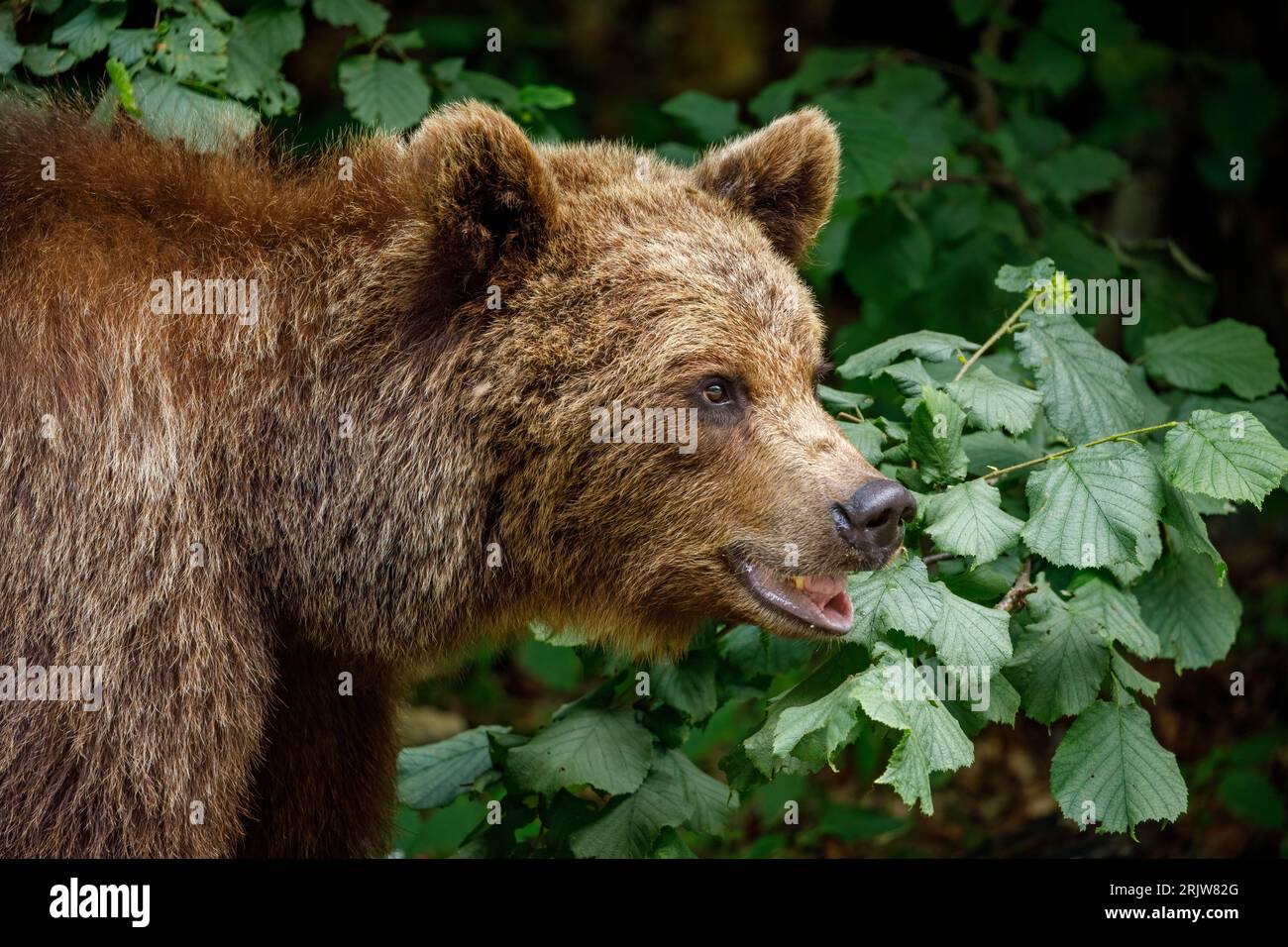 Bears cub romania hi-res stock photography and images - Alamy