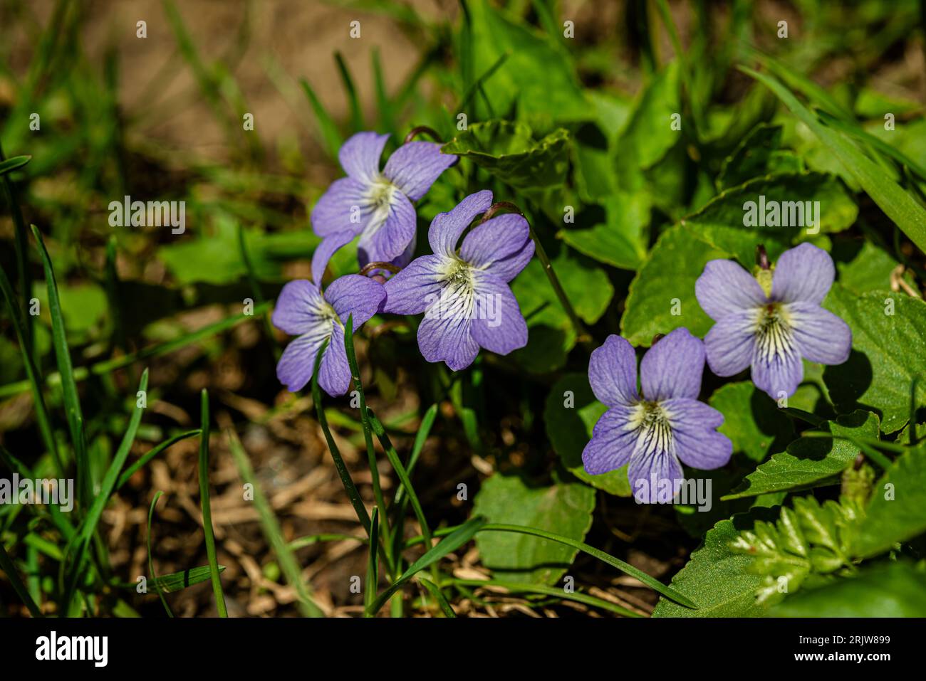 Common Dog-violet is always solitary on the stem, and is open with five ...