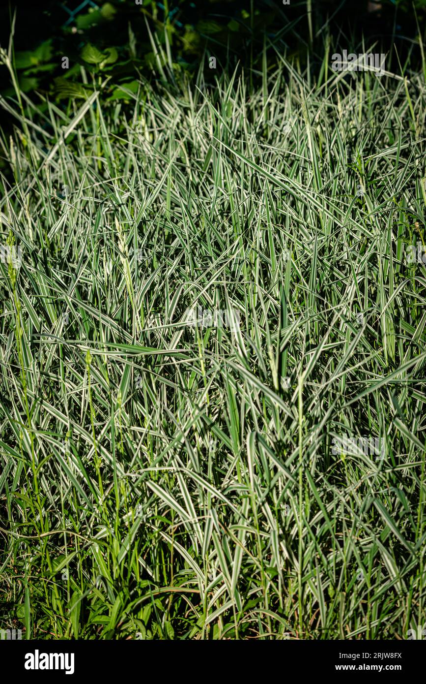Variegated ornamental grass hi-res stock photography and images - Alamy
