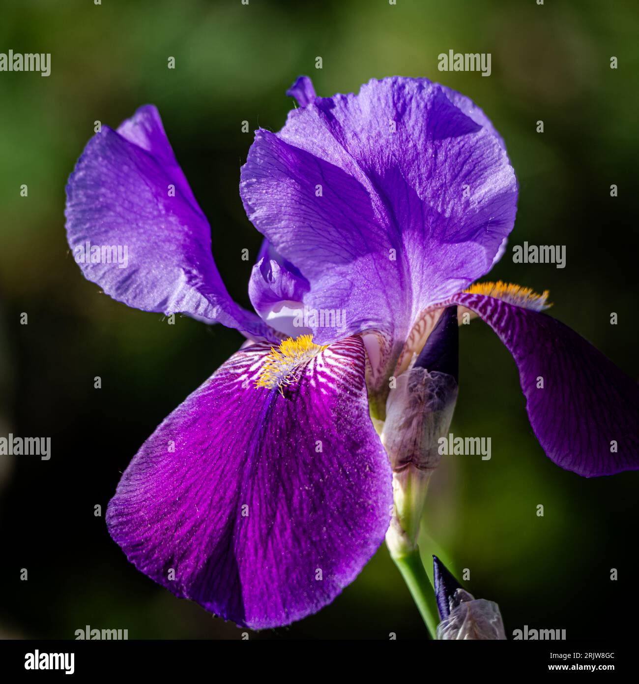 Iris plant field hi-res stock photography and images - Alamy