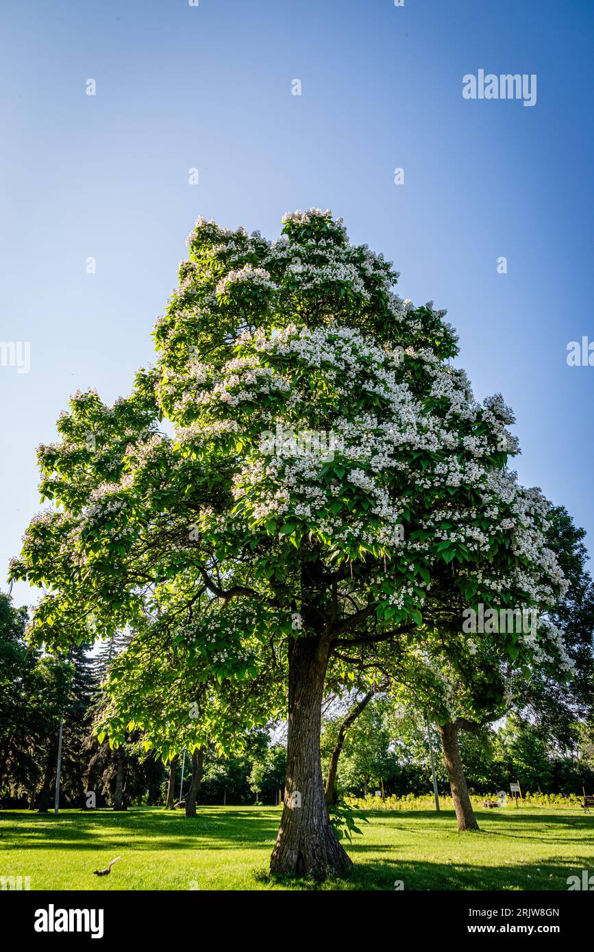 Catalpa bignonioides flower hi-res stock photography and images - Alamy