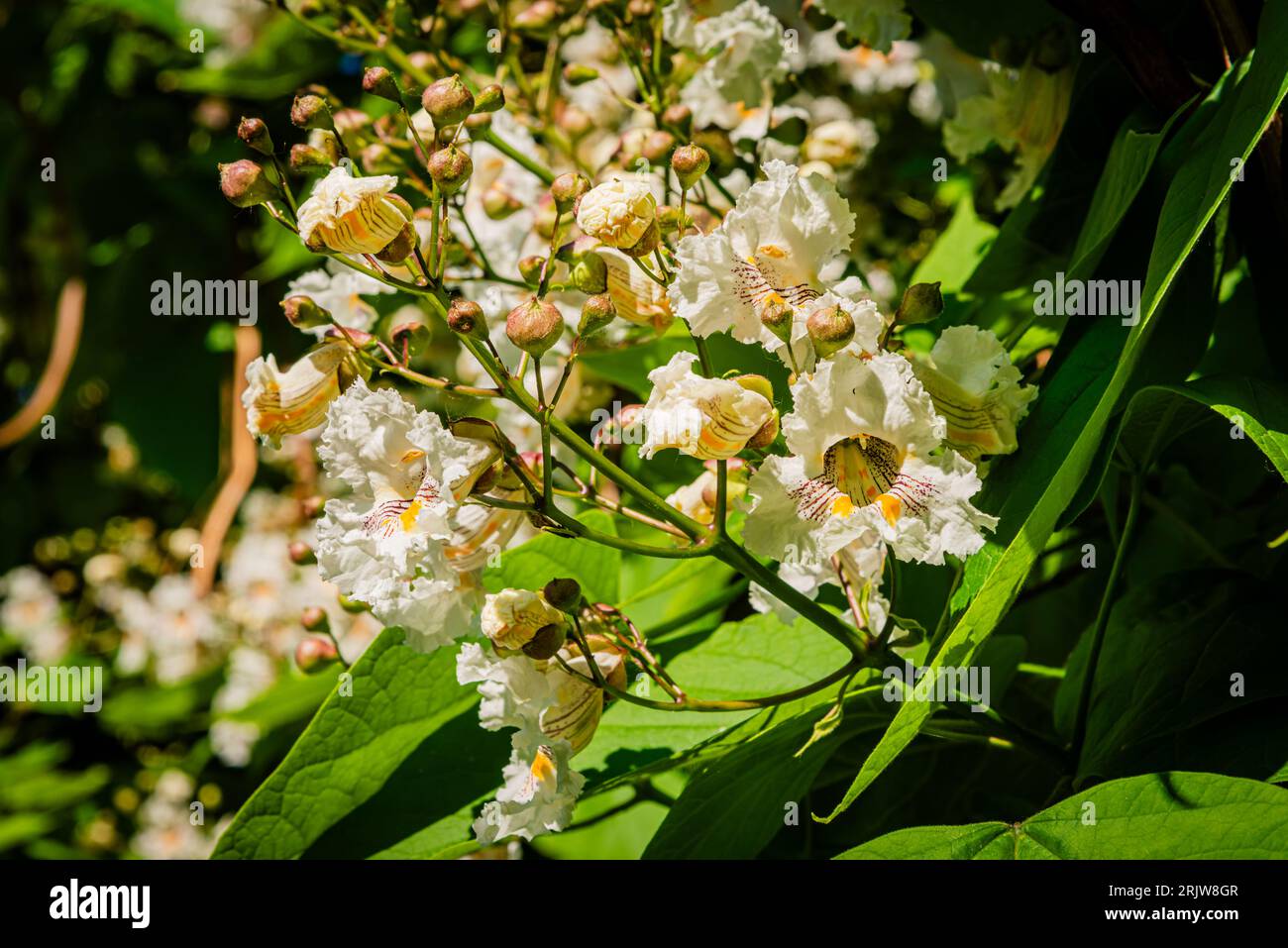 Catalpa tree bloom hi-res stock photography and images - Alamy