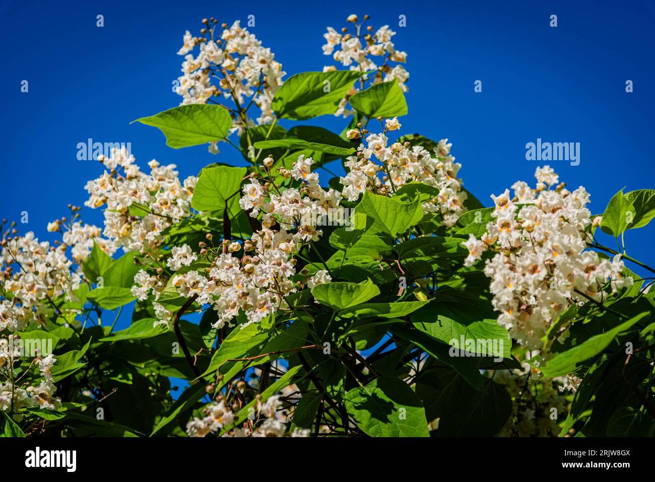 Flowering Northern catalpa in the city park Stock Photo - Alamy