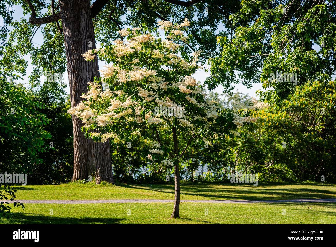 Japanese lilac tree in the city park Stock Photo - Alamy