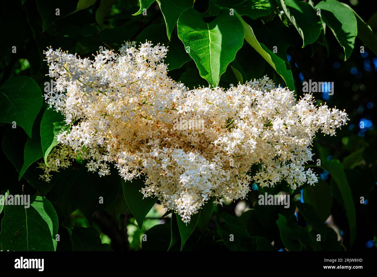 Japanese lilac tree hi-res stock photography and images - Alamy