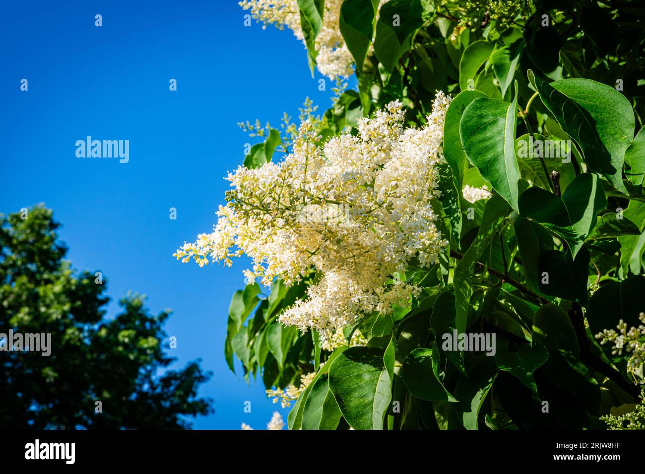Japanese lilac tree hi-res stock photography and images - Alamy