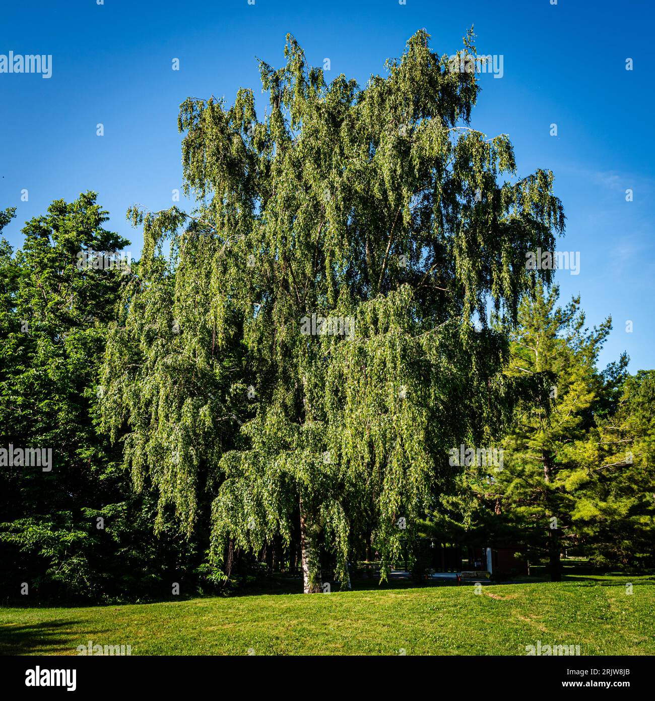 Hardwood tree hi-res stock photography and images - Alamy