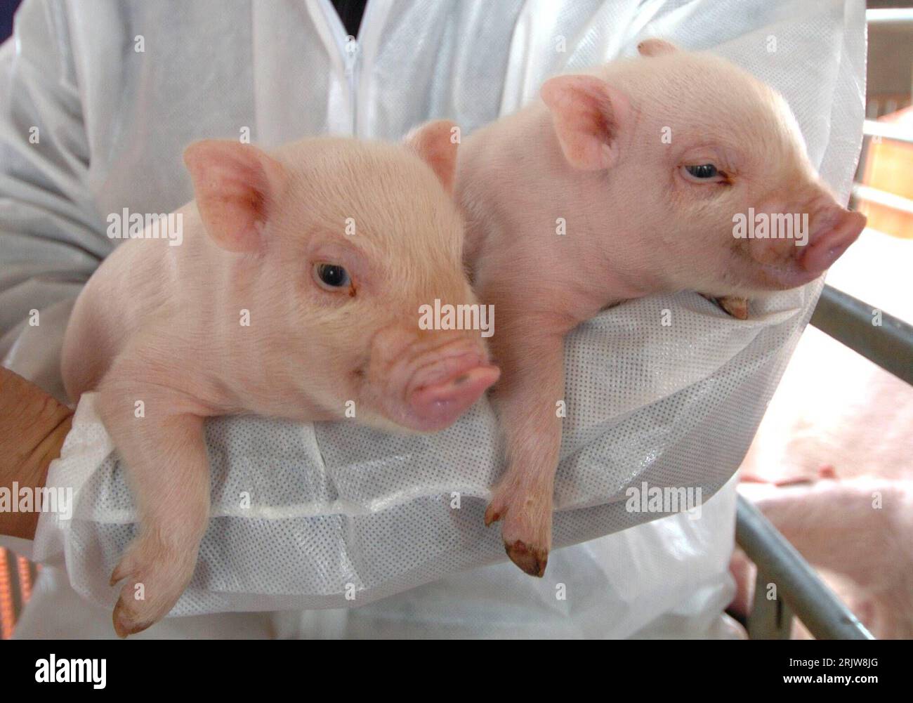 Klonschwein hi-res stock photography and images - Alamy