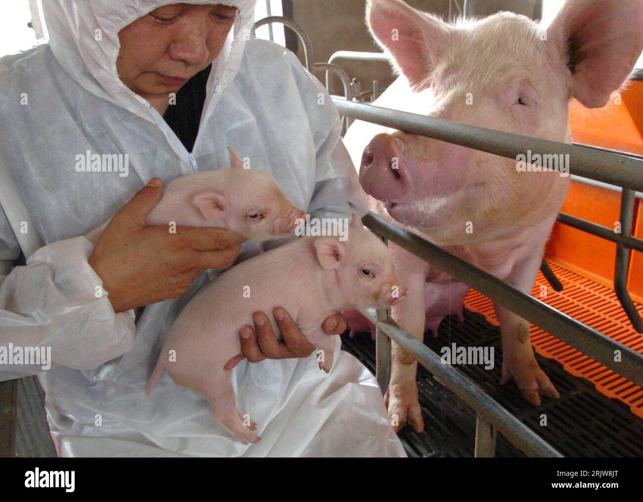 Klonschwein hi-res stock photography and images - Alamy