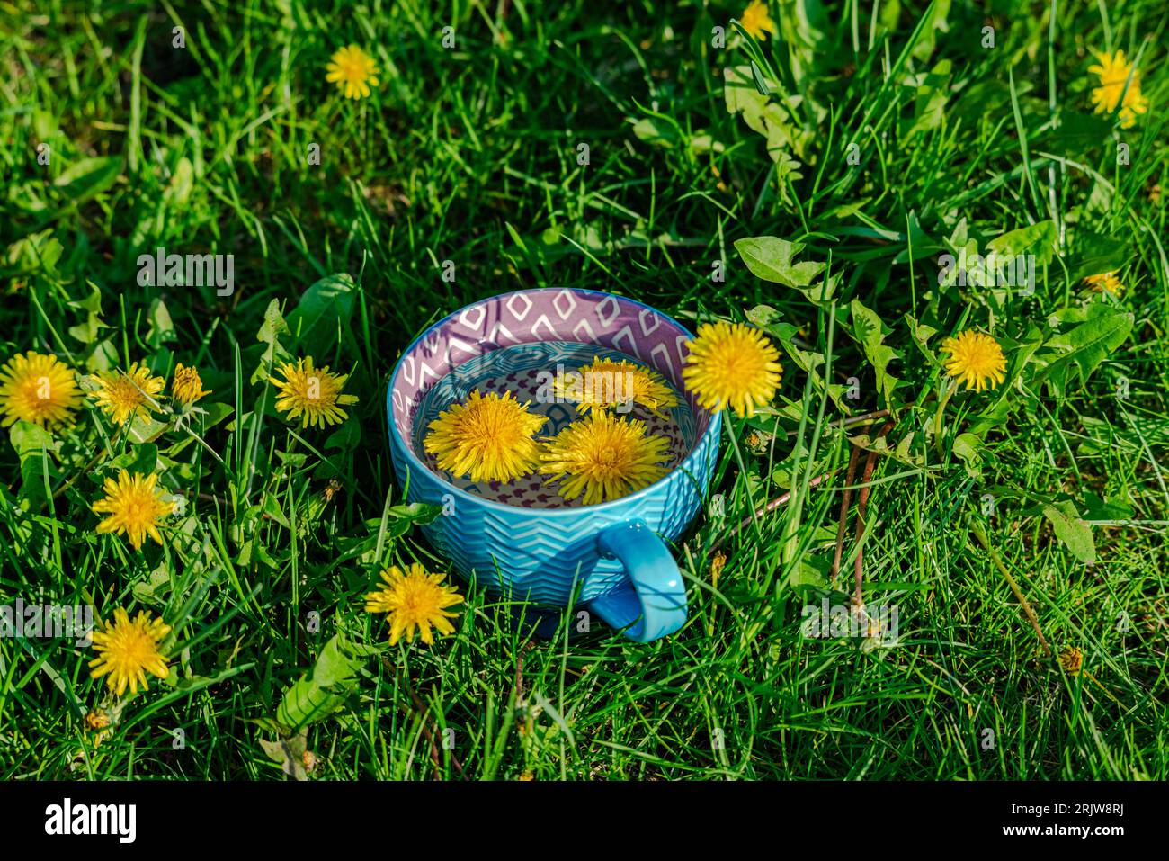Dandelion flower healthy tea in hi-res stock photography and images - Alamy