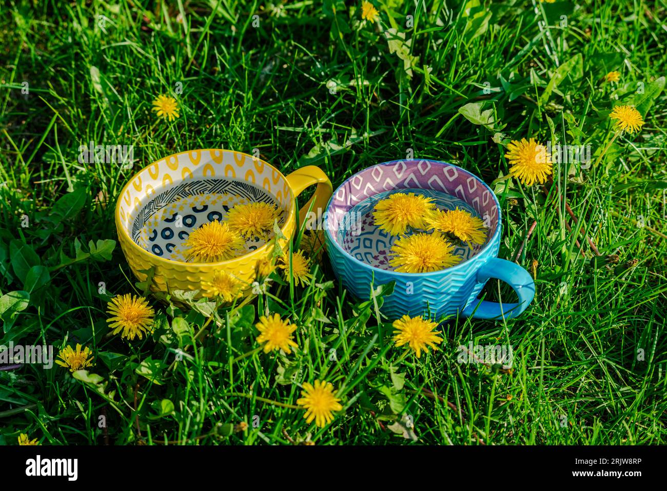 Dandelion tea in the caps on the grass Stock Photo - Alamy