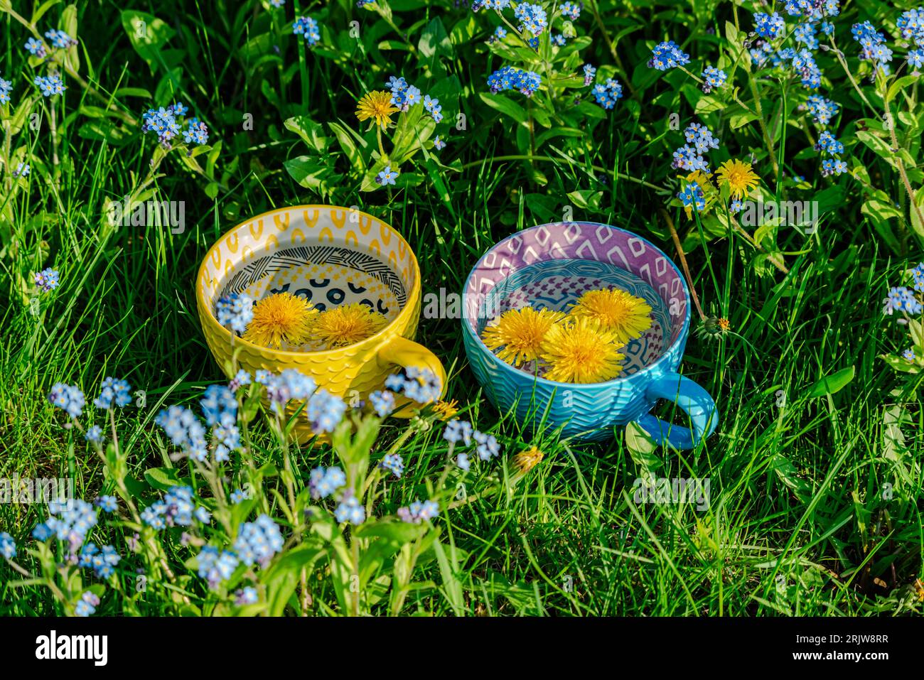 Dandelion tea in the caps on the grass Stock Photo - Alamy