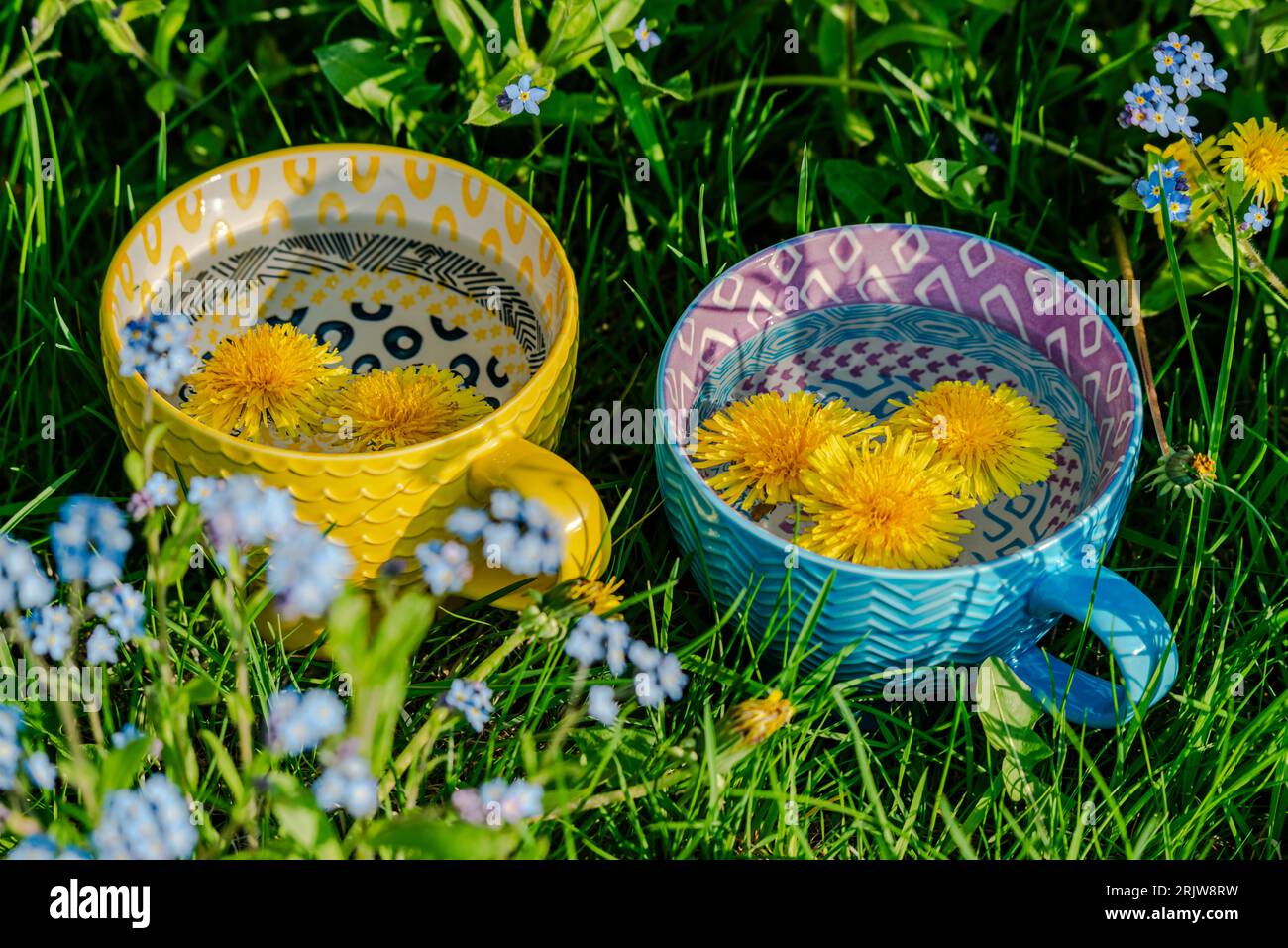 Dandelion tea in the caps on the grass Stock Photo - Alamy