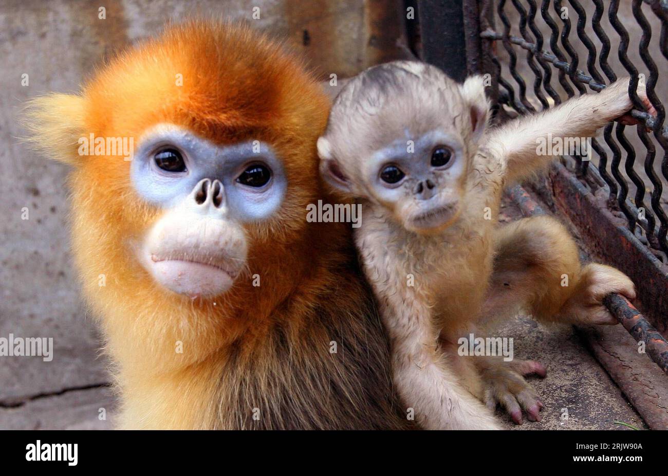 Goldaffen hi-res stock photography and images - Alamy