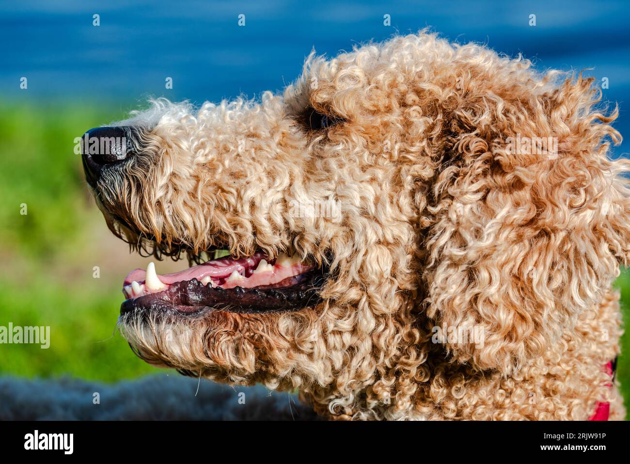 Goldendoodle sitting on grass hi-res stock photography and images - Alamy
