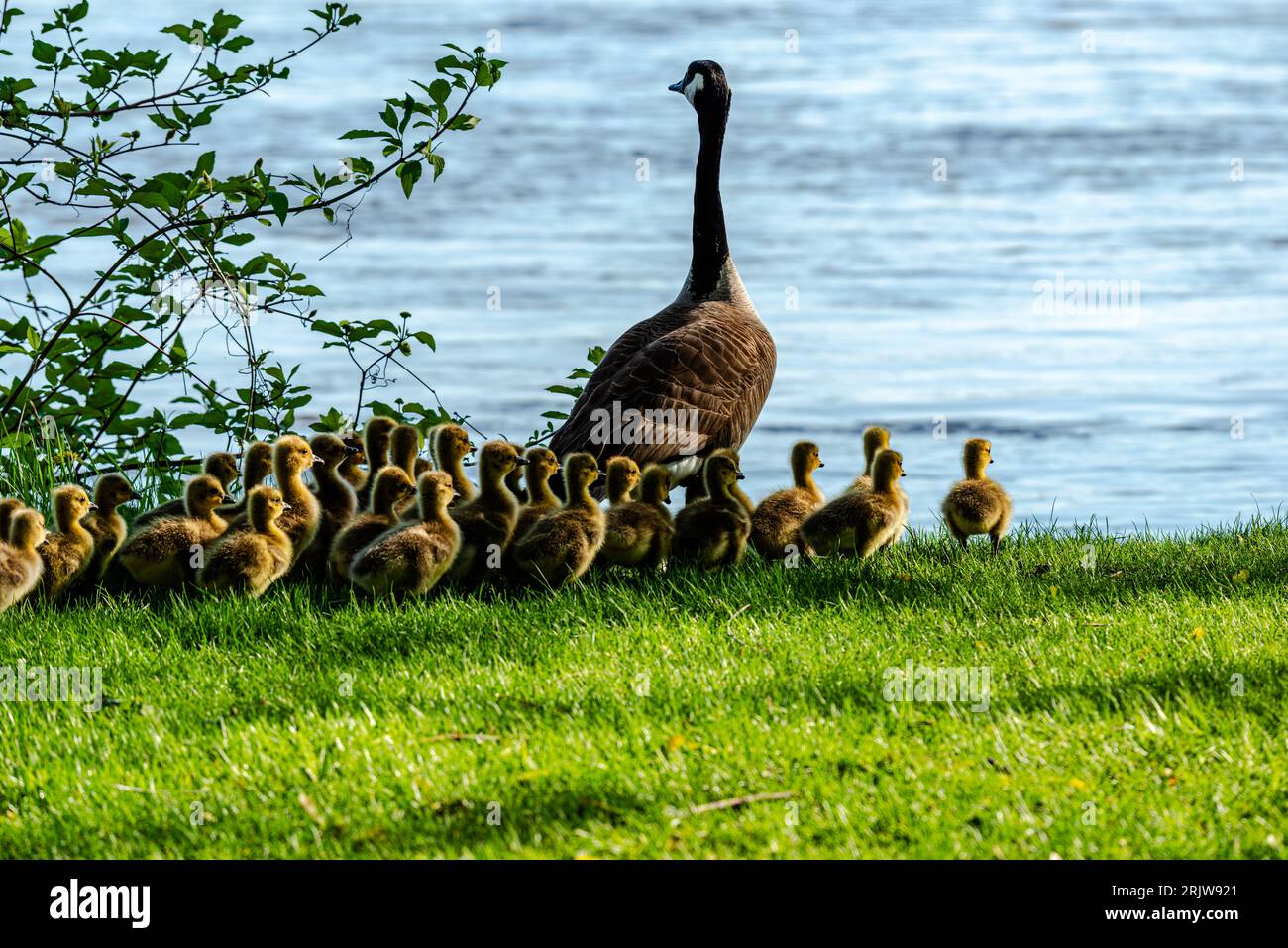 Canada goose mother goslings baby hi-res stock photography and images ...