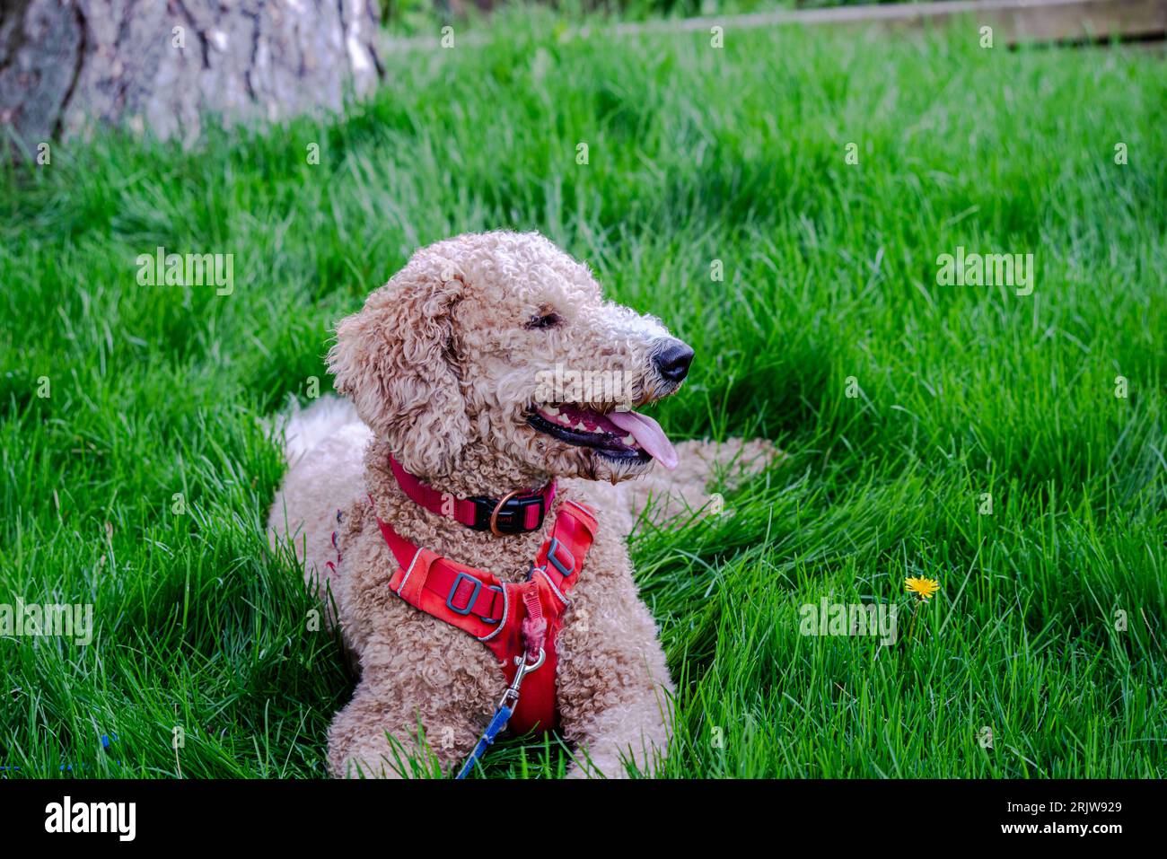 Goldendoodle sitting on grass hi-res stock photography and images - Alamy