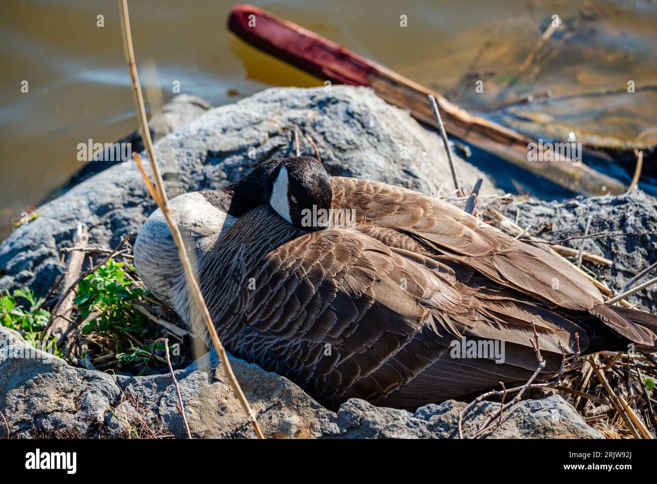 Geese nesting hi-res stock photography and images - Alamy