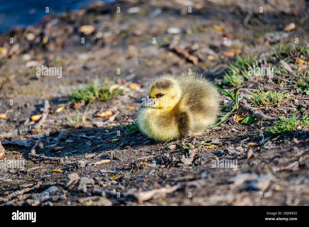 Canada goose mother goslings baby hi-res stock photography and images ...