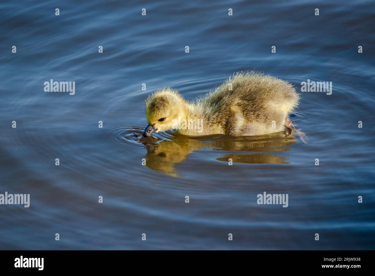 Canada goose mother goslings baby hi-res stock photography and images ...