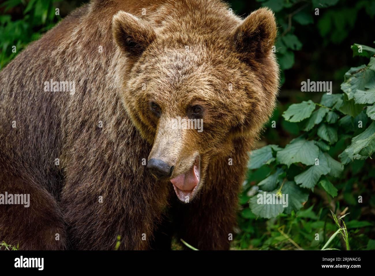 Bear romania cub hi-res stock photography and images - Alamy