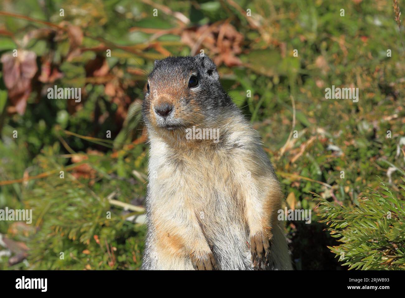 Curious marmot off the trail in Banff Stock Photo - Alamy