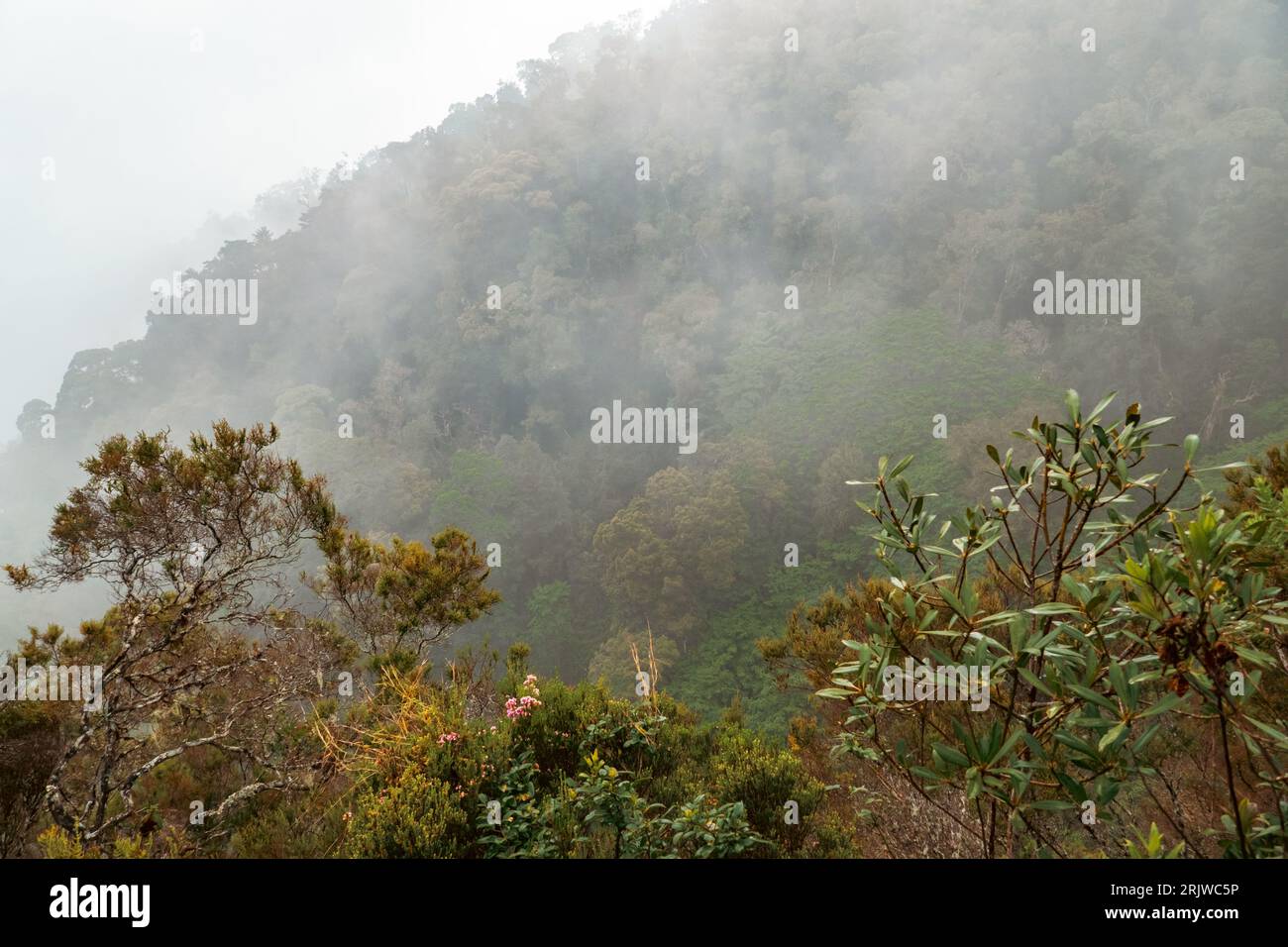 Indigenous trees growing in the Montane Forest zone of Mount Rungwe ...