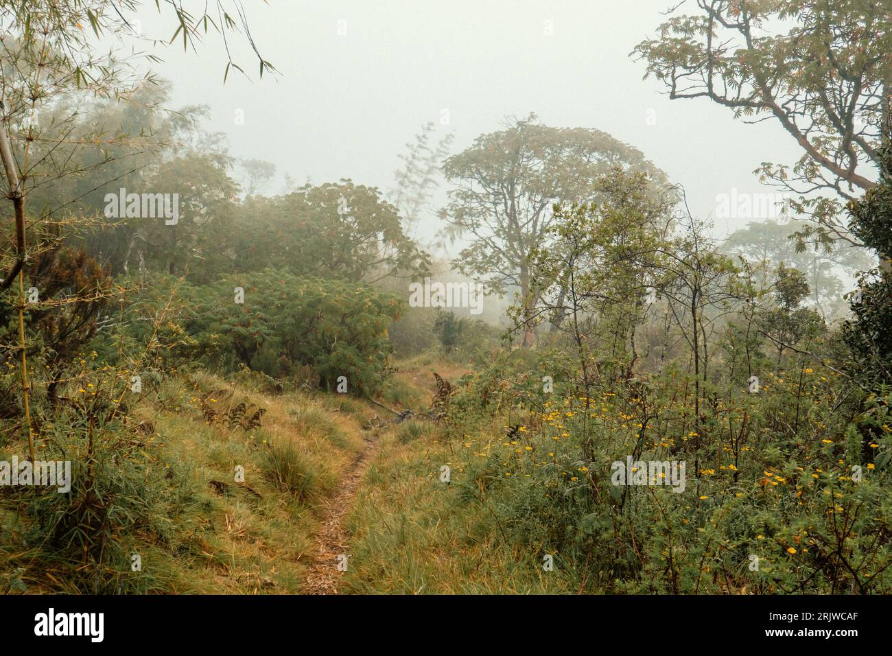 Scenic view of heather moorland zone of Mount Rungwe in Mbeya, Tanzania ...