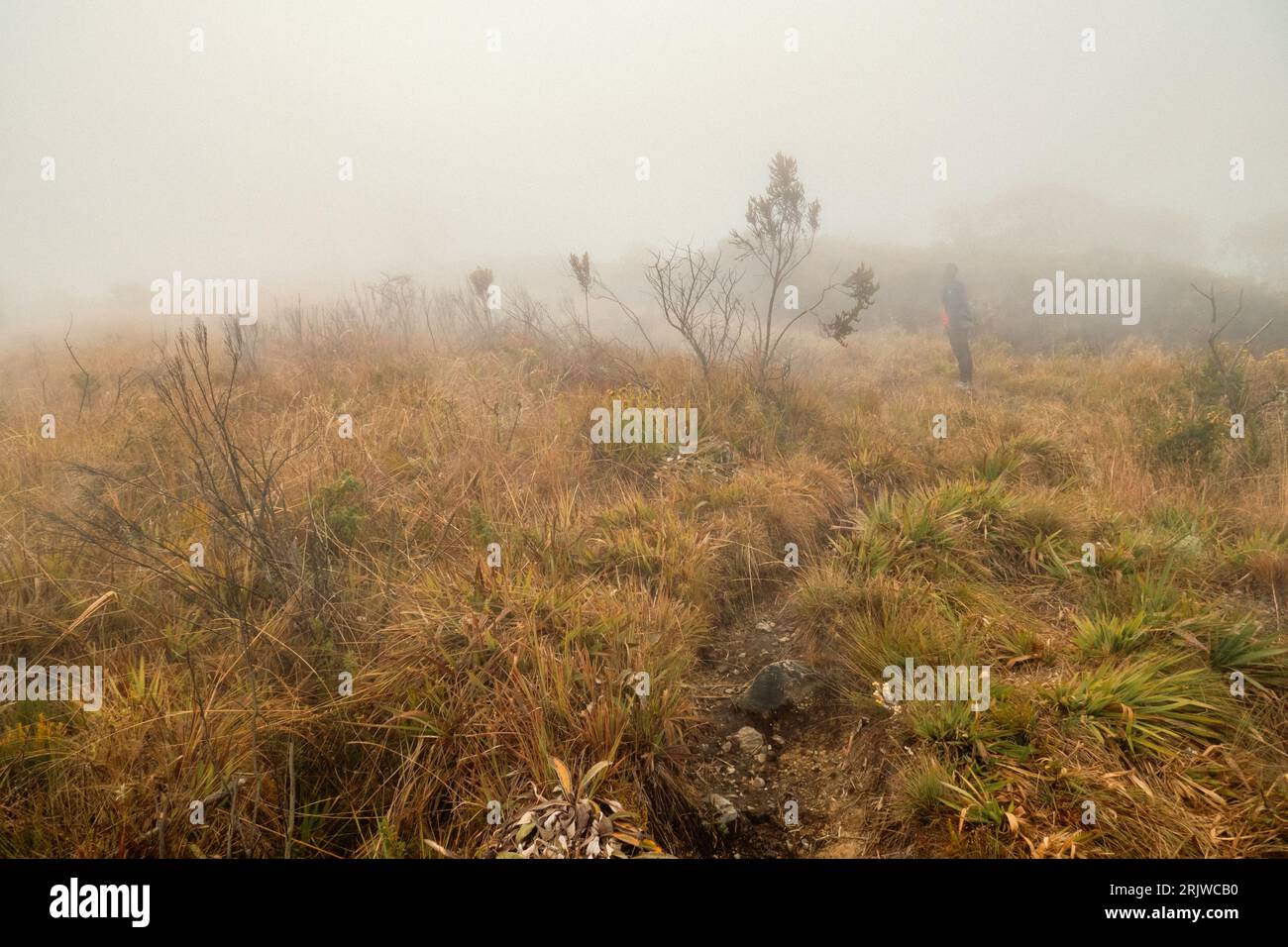 Scenic view of heather moorland zone of Mount Rungwe in Mbeya, Tanzania ...