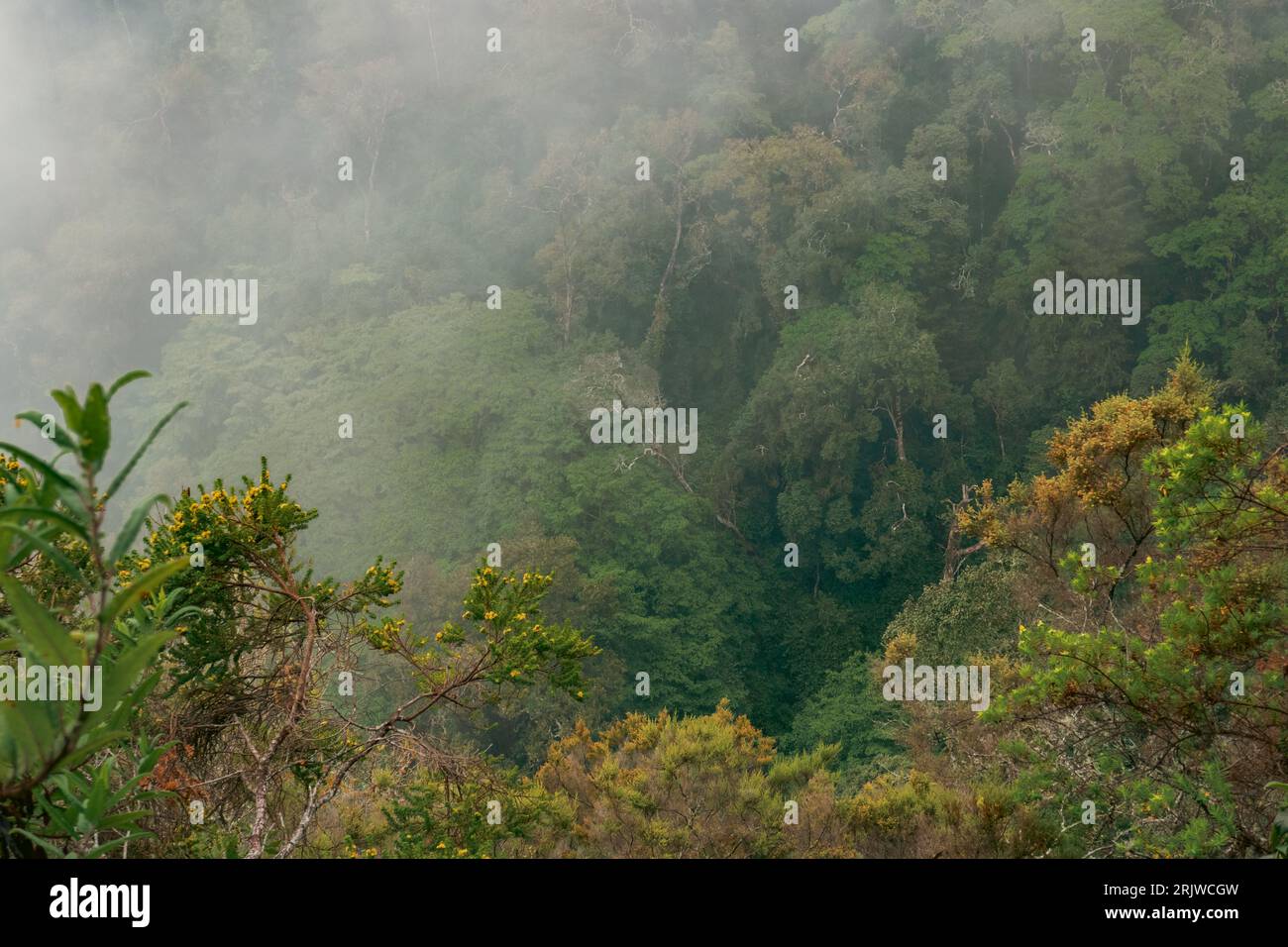 Indigenous trees growing in the Montane Forest zone of Mount Rungwe ...