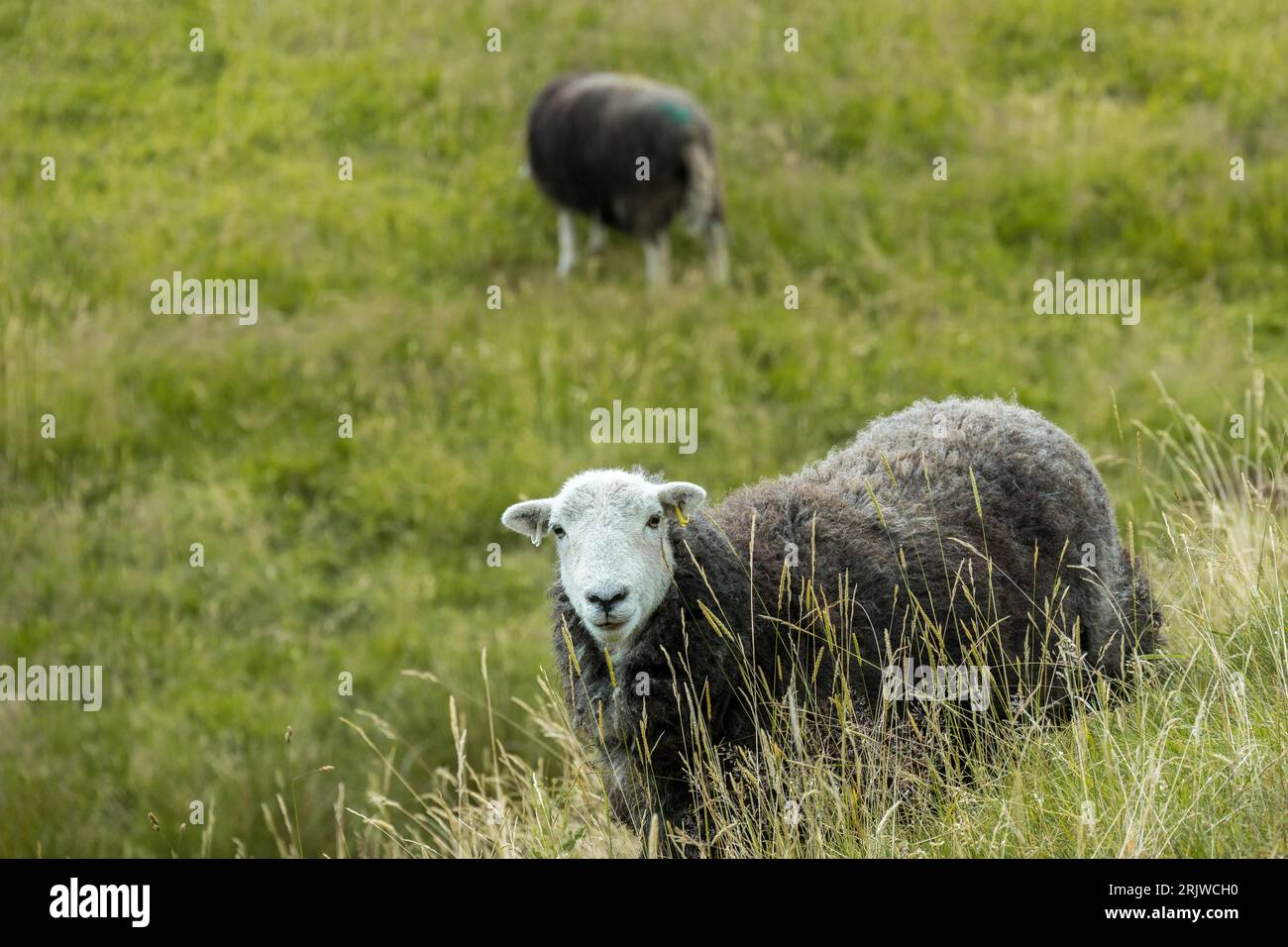 Grassing sheep hi-res stock photography and images - Alamy