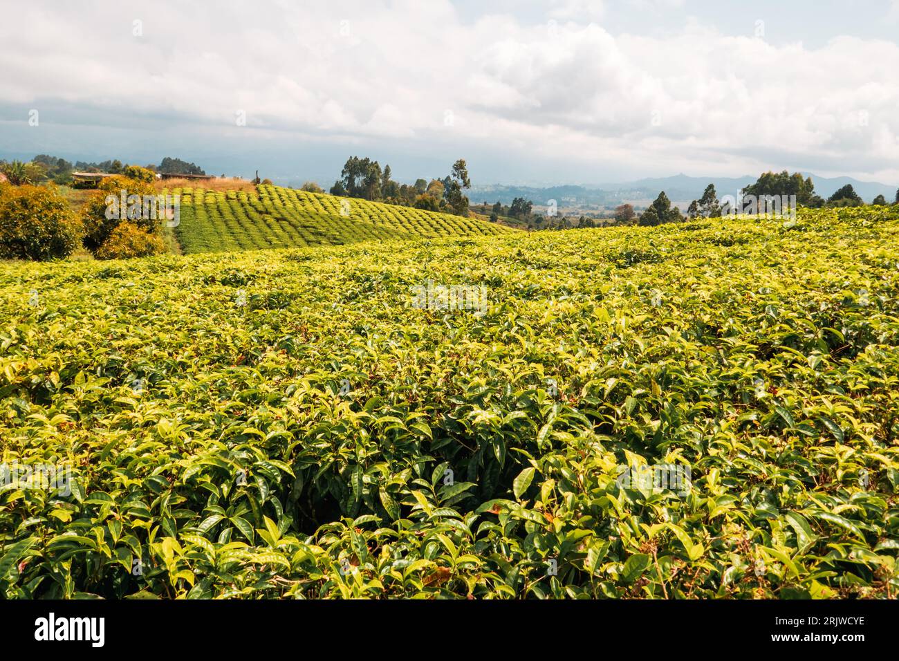 Scenic view of tea farms in Rungwe, Mbeya Region Tanzania Stock Photo ...