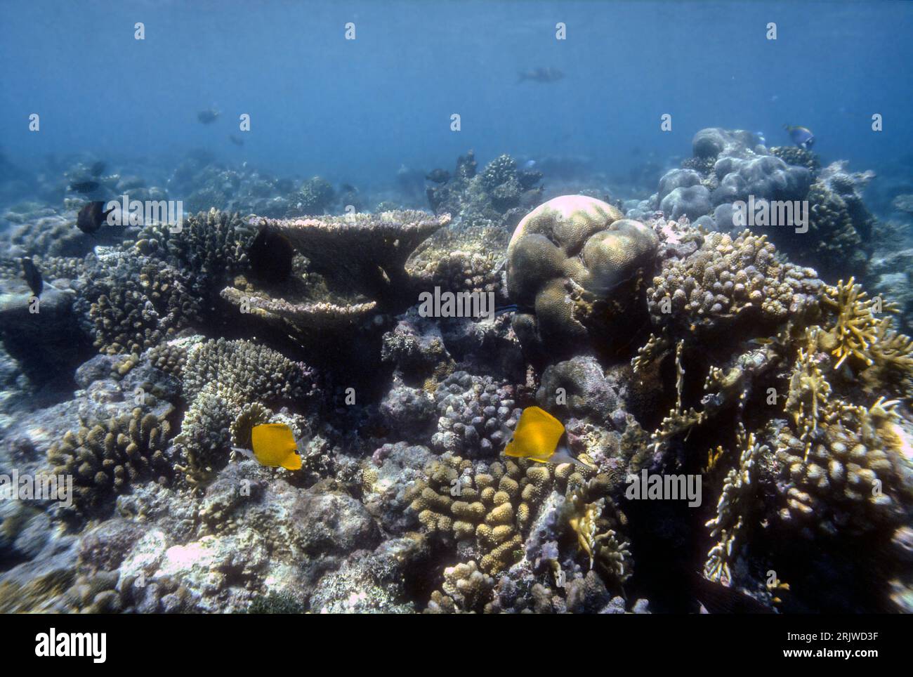 Diverse and beautiful growth of corals at the island of Kurtumba (1980 ...