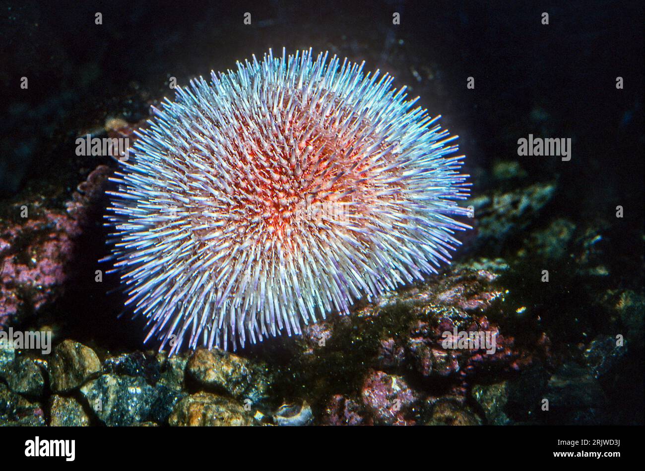Common sea urchin (Echinus esculentus) from south-western Norway Stock ...