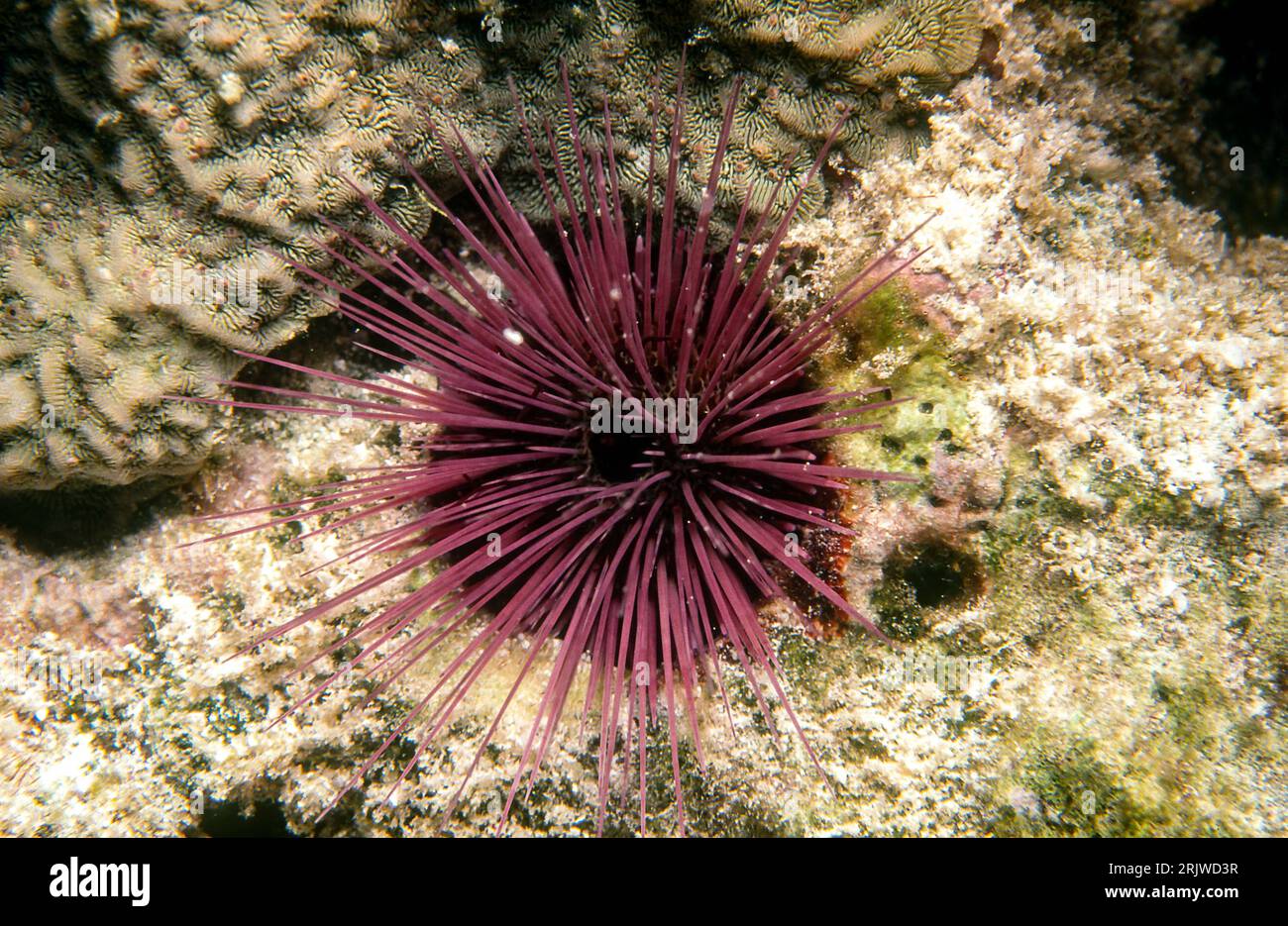 Rock boring sea urchins hi-res stock photography and images - Alamy