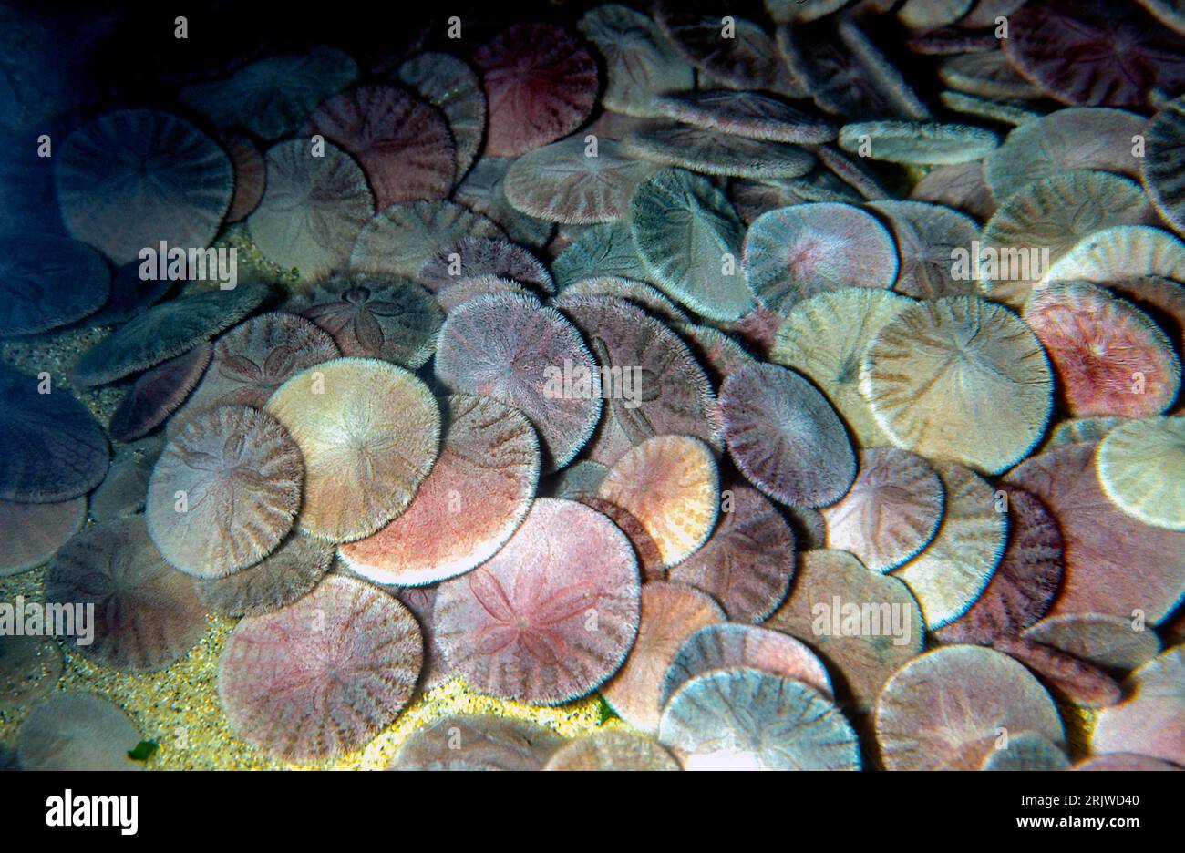 Eccentric sand dollars (Dendraster excentricus). Aquariumphoto Stock ...