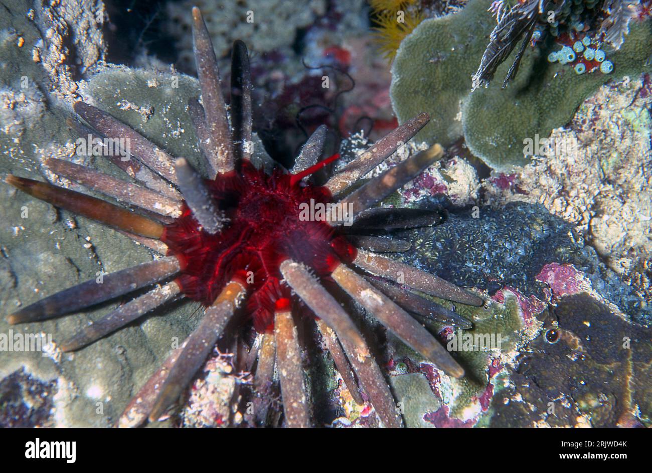 Sputnik urchin (Phyllacanthus imperalis) from Bunaken NP, North ...