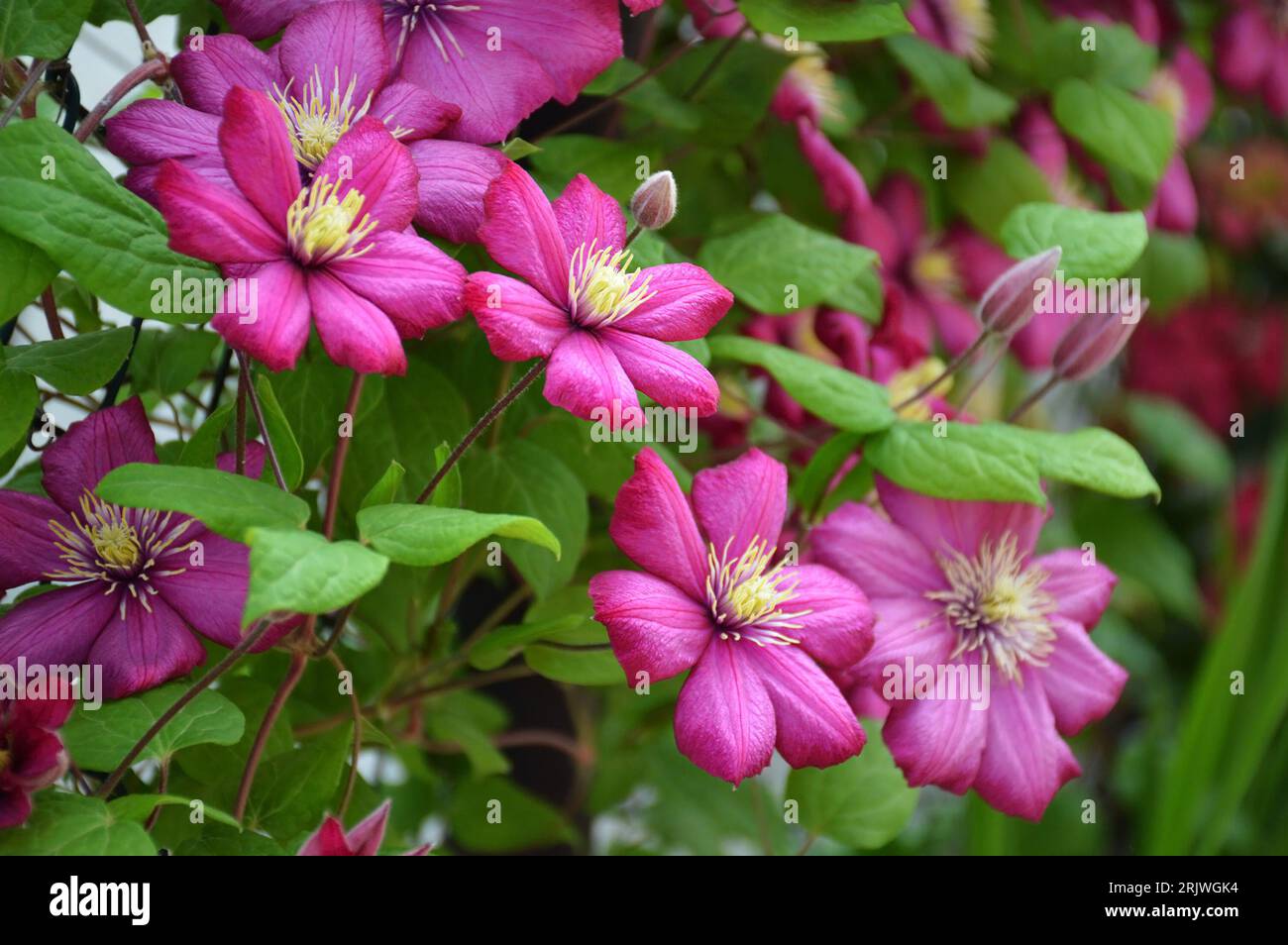 Clematis flower plant blooming in the summer garden Stock Photo - Alamy