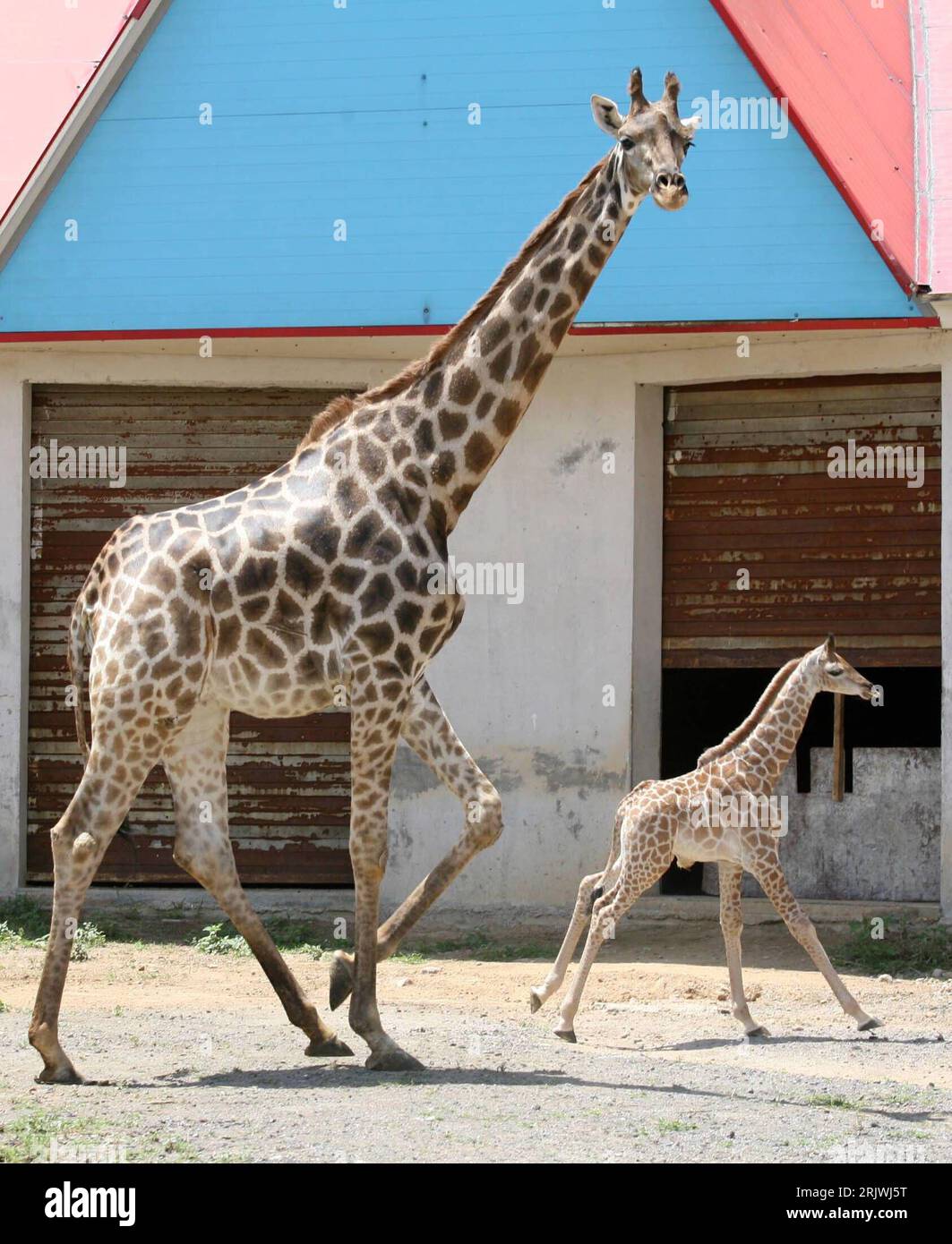 Bildnummer: 52005041 Datum: 23.07.2007 Copyright: imago/Xinhua Giraffe ...