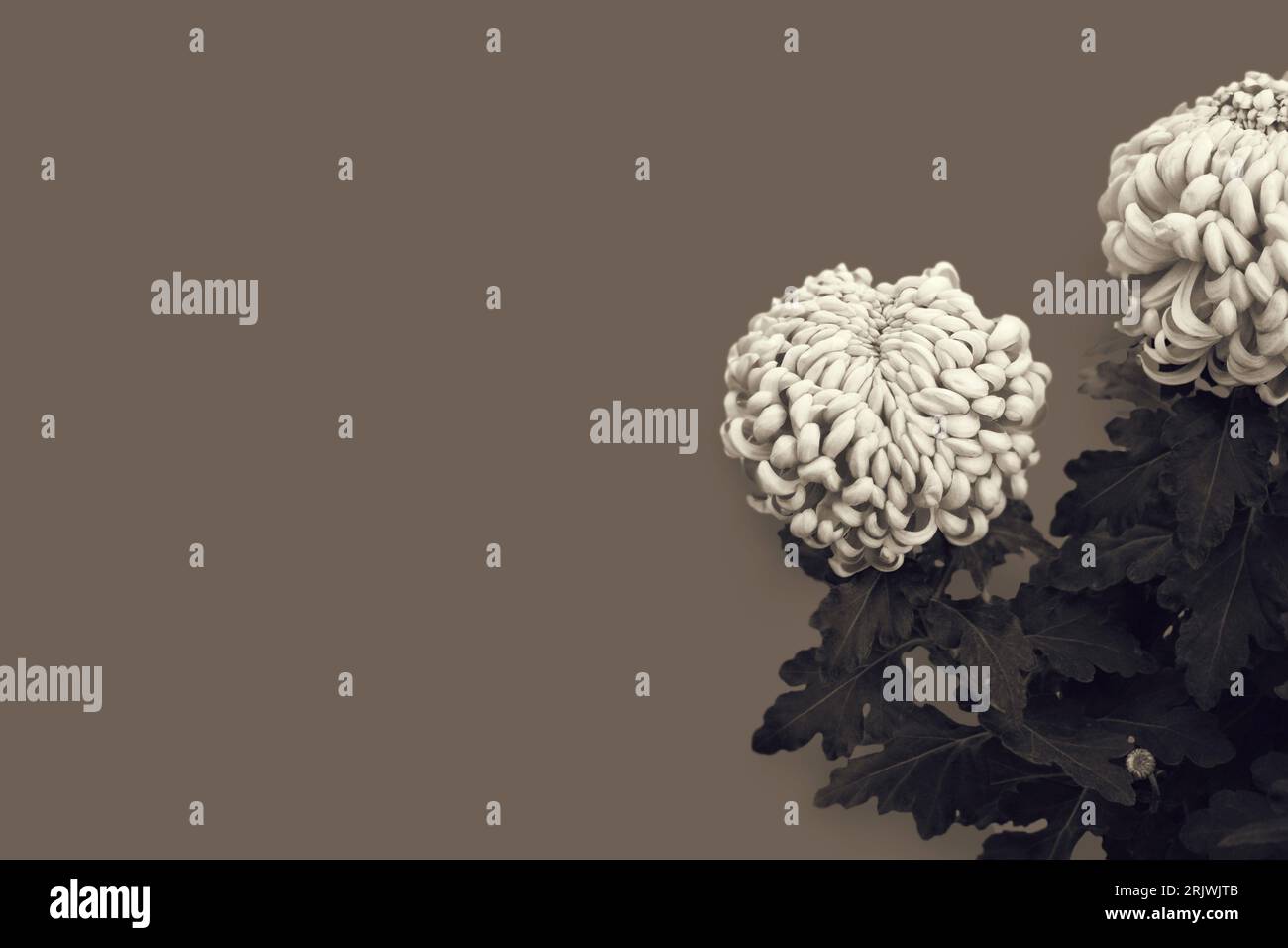 Condolence card with giant white Chrysanthemums or Mum flowers. Floral ...