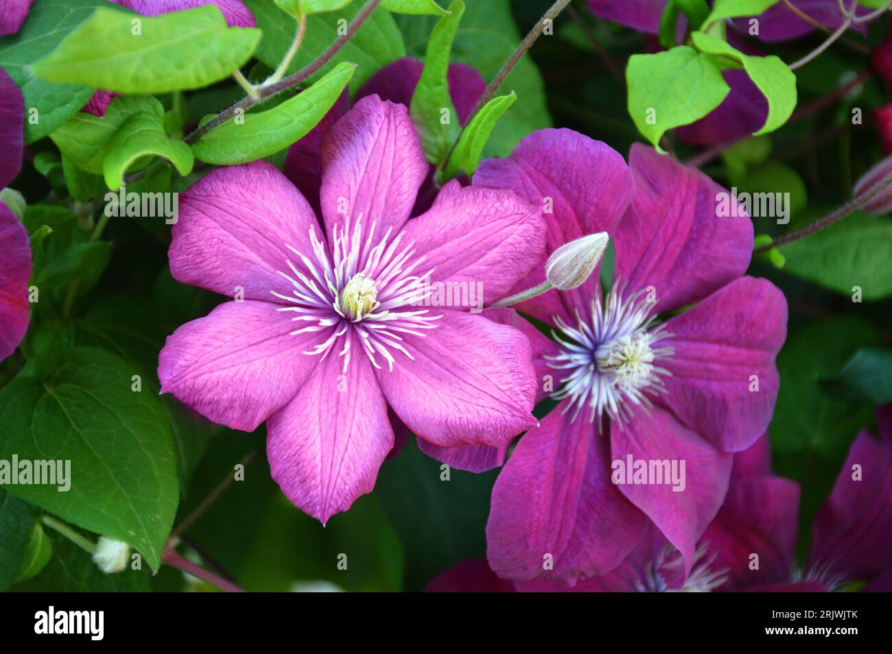 Pink flowers climber leaf hi-res stock photography and images - Alamy