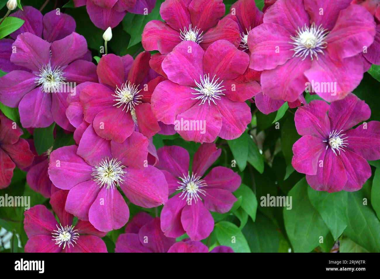 Clematis flower background. Pink clematis flowers blooming in the ...