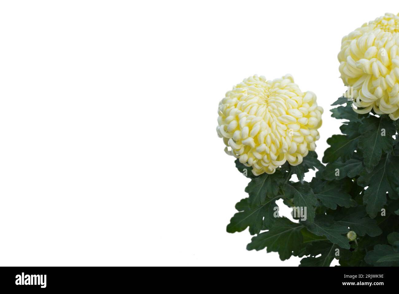 Giant yellow Chrysanthemums or Mum flowers isolated on white background ...
