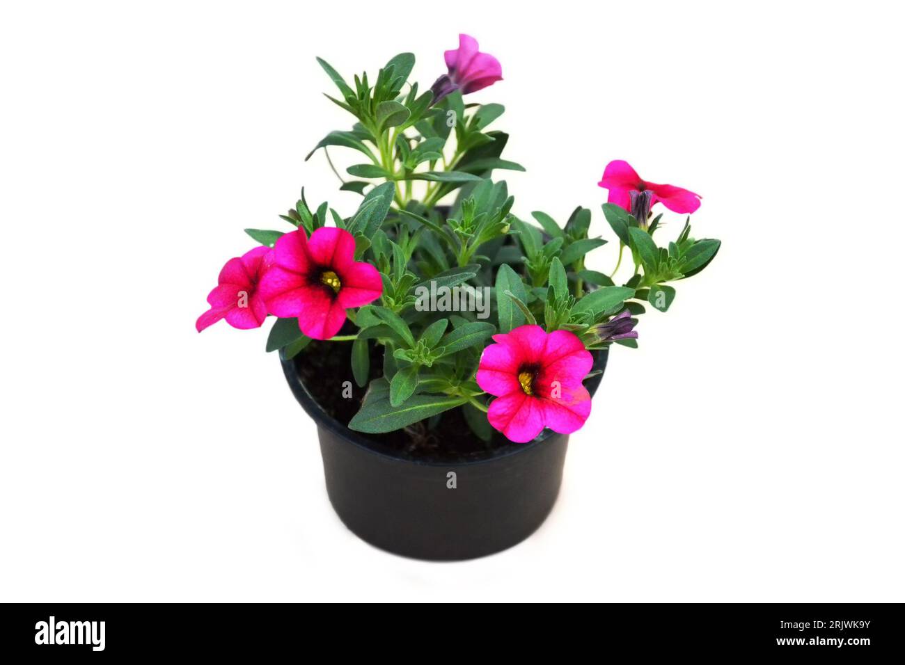 Calibrachoa (Million bells) flower plant isolated on white background ...