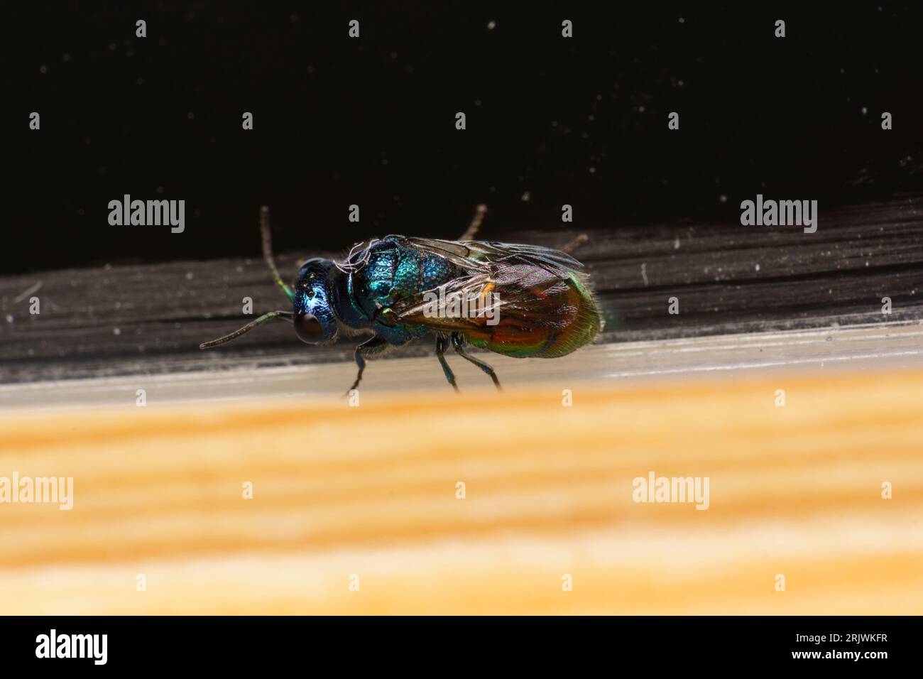 Pseudomalus auratus Family Chrysididae Genus Pseudomalus cuckoo wasp ...