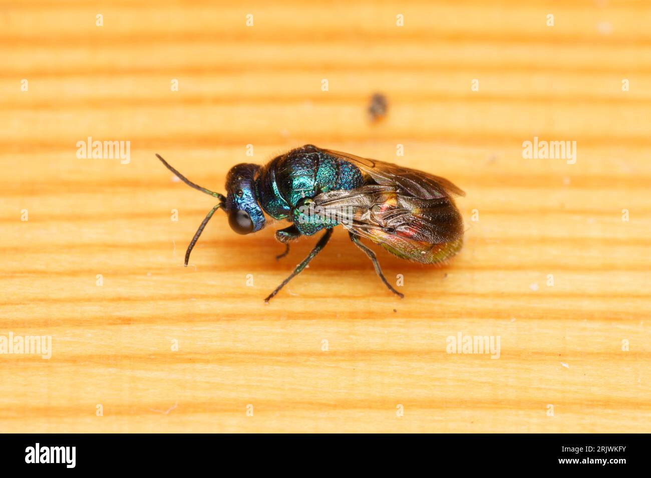 Pseudomalus auratus Family Chrysididae Genus Pseudomalus cuckoo wasp ...