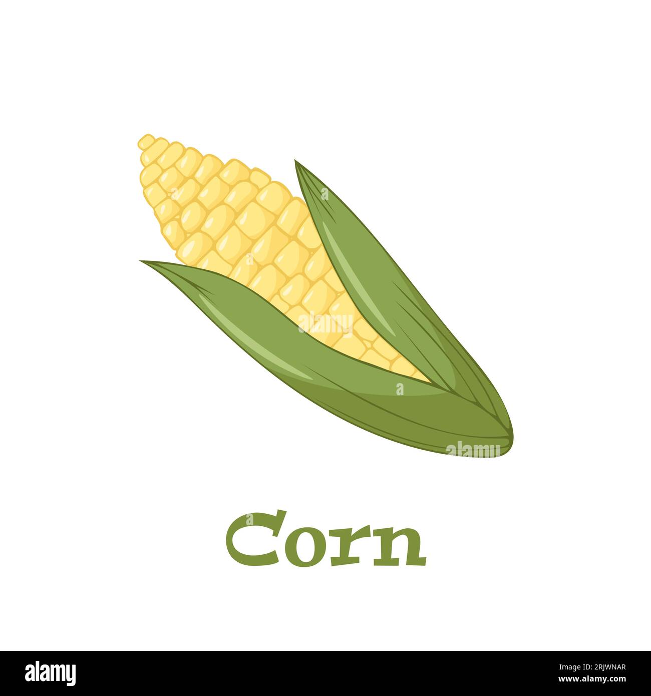 Vector illustration of sweet golden corn. Bunch of Corn. summer farm ...