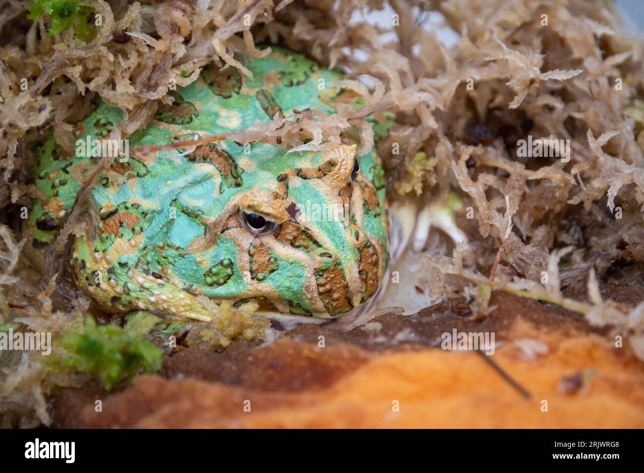 African bullfrog or the South African Burrowing Frog sits in an ...