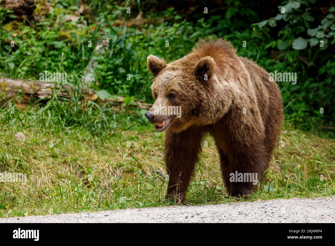 European Brown Bear in the Carpathians of Romania Stock Photo - Alamy